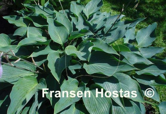 Hosta Blue Arrow - Fransen Hostas